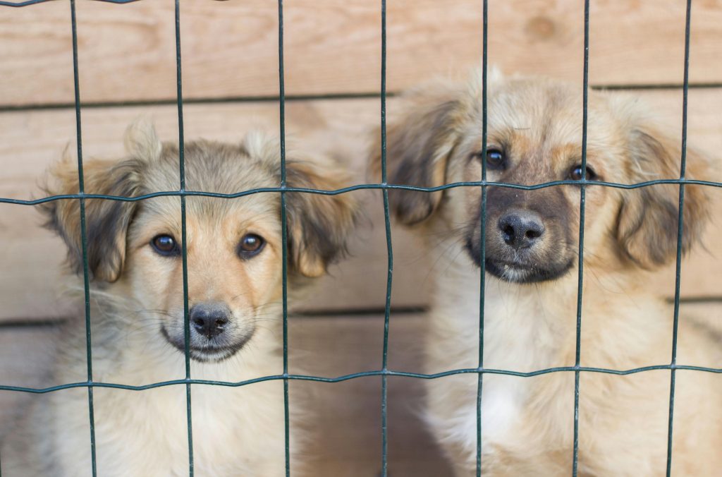 Adopting from the SPCA: What to Expect and Why It Matters - Pet Pals ...